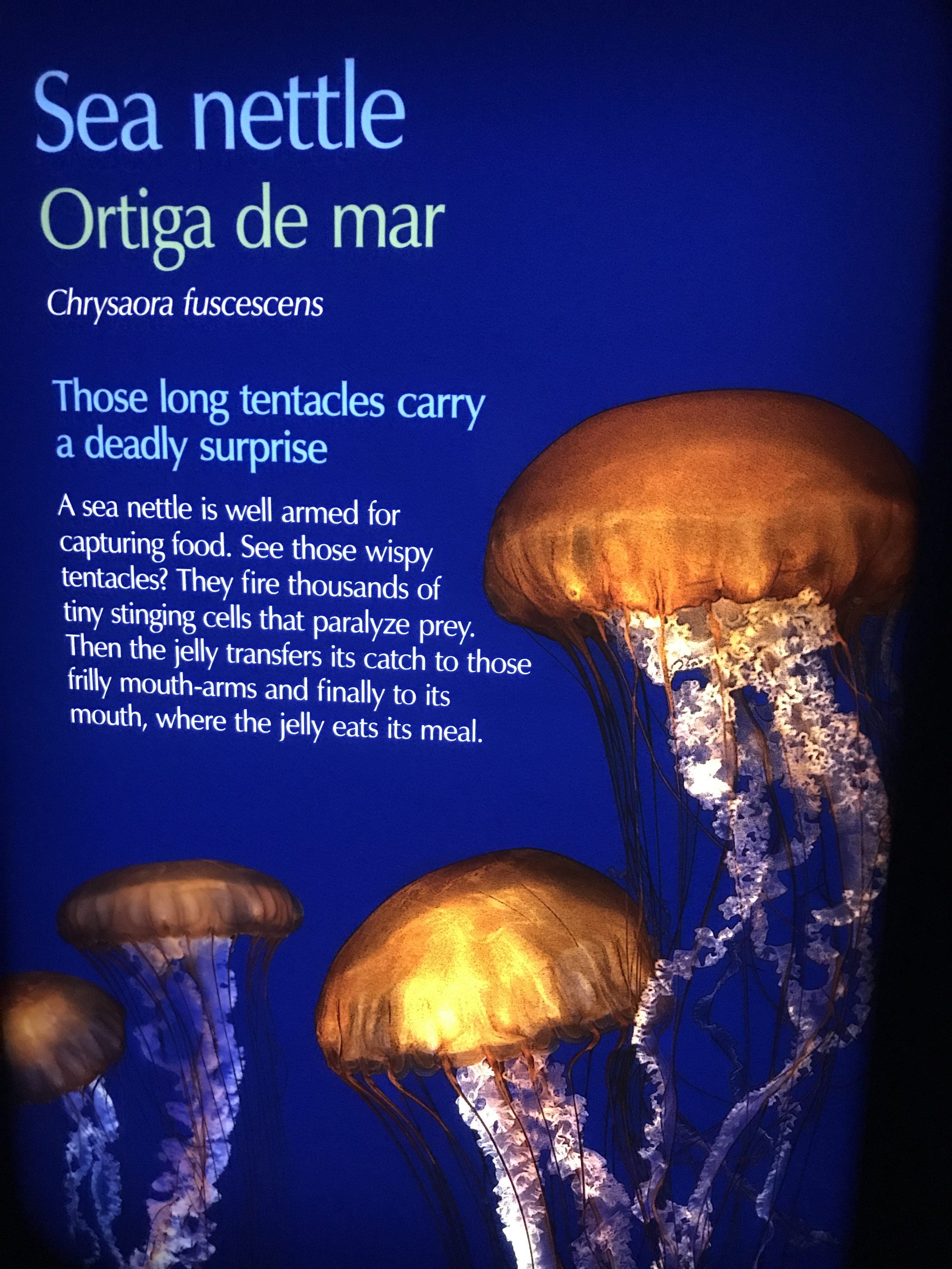 Sea Nettle Sign – McLaughland